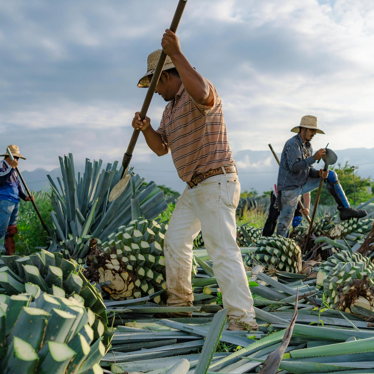 Tequila 101: How Is It Made? Discover the Craft Behind the Spirit – The ...